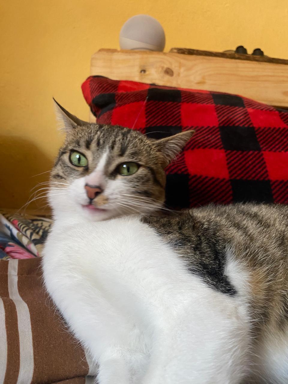 Torisoftt | Desarrollo de Software & Soluciones Web